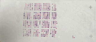 Quantitative histology and tissue analysis – QuantaCell